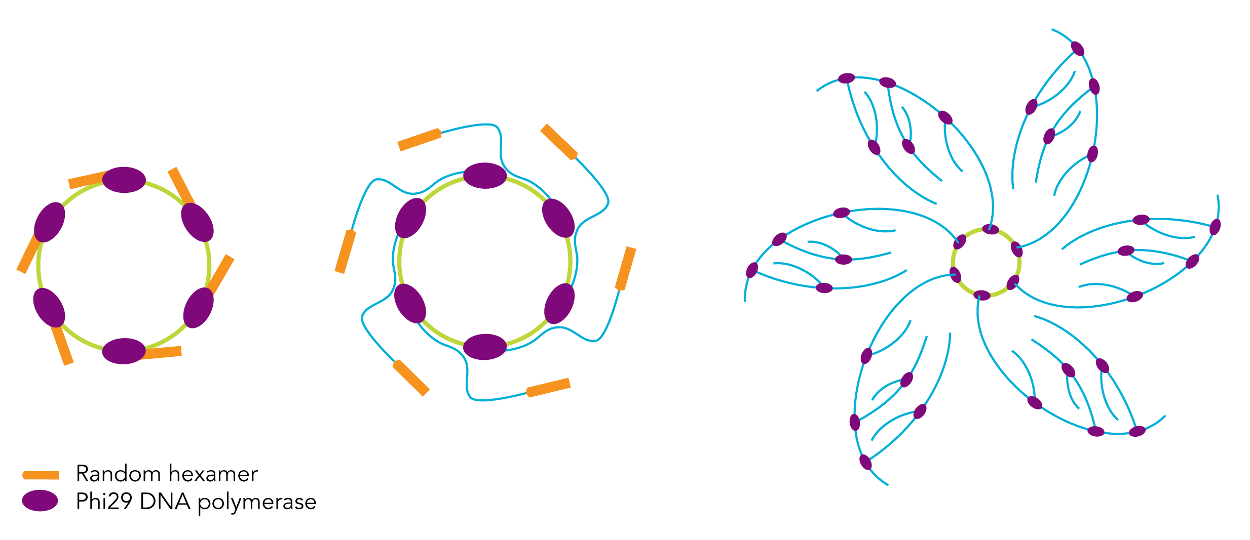 RCA DNA 扩增试剂盒 – Icloning