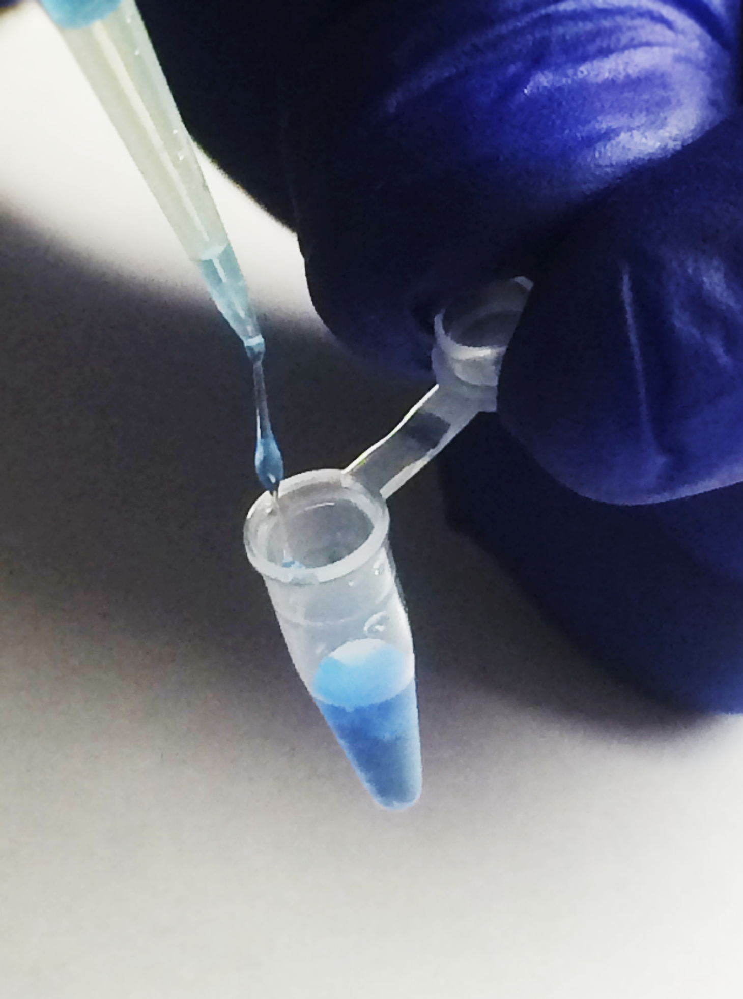 RCA DNA 扩增试剂盒 – Icloning