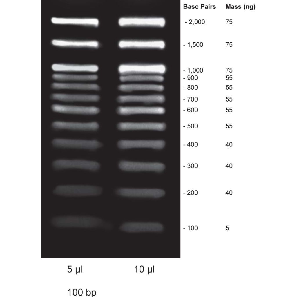 10 bp DNA Ladder – Icloning
